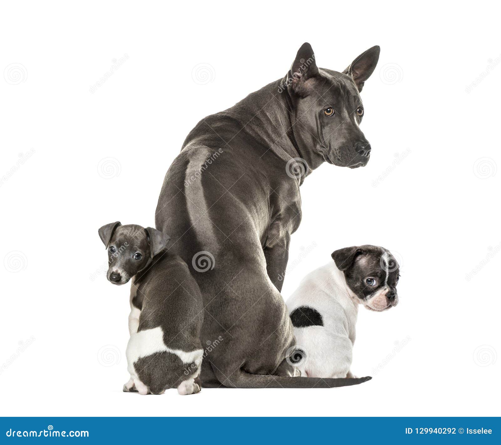 Rhodesian Ridgeback Terrier Mix Puppies