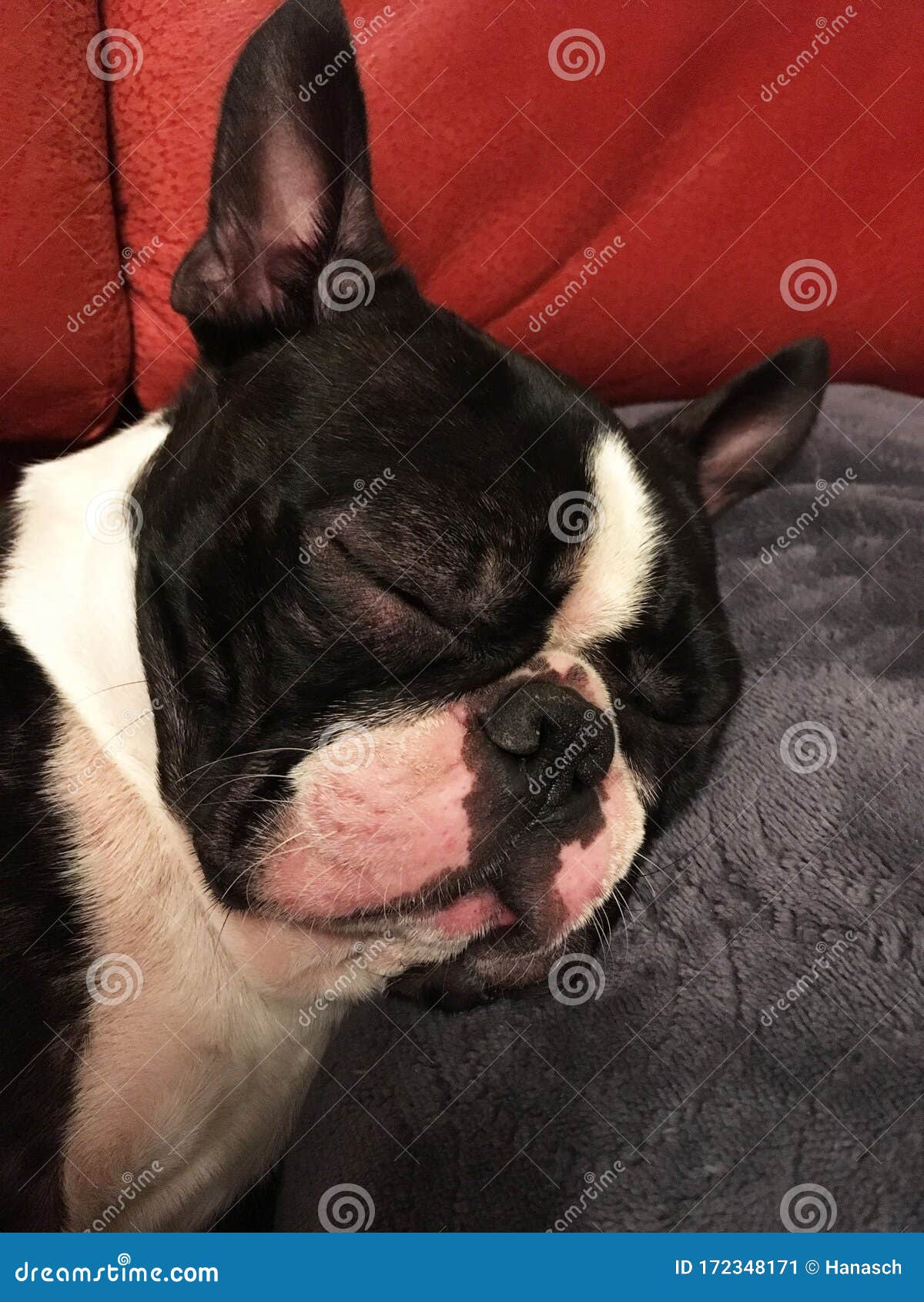 How Much Do Boston Terriers Sleep