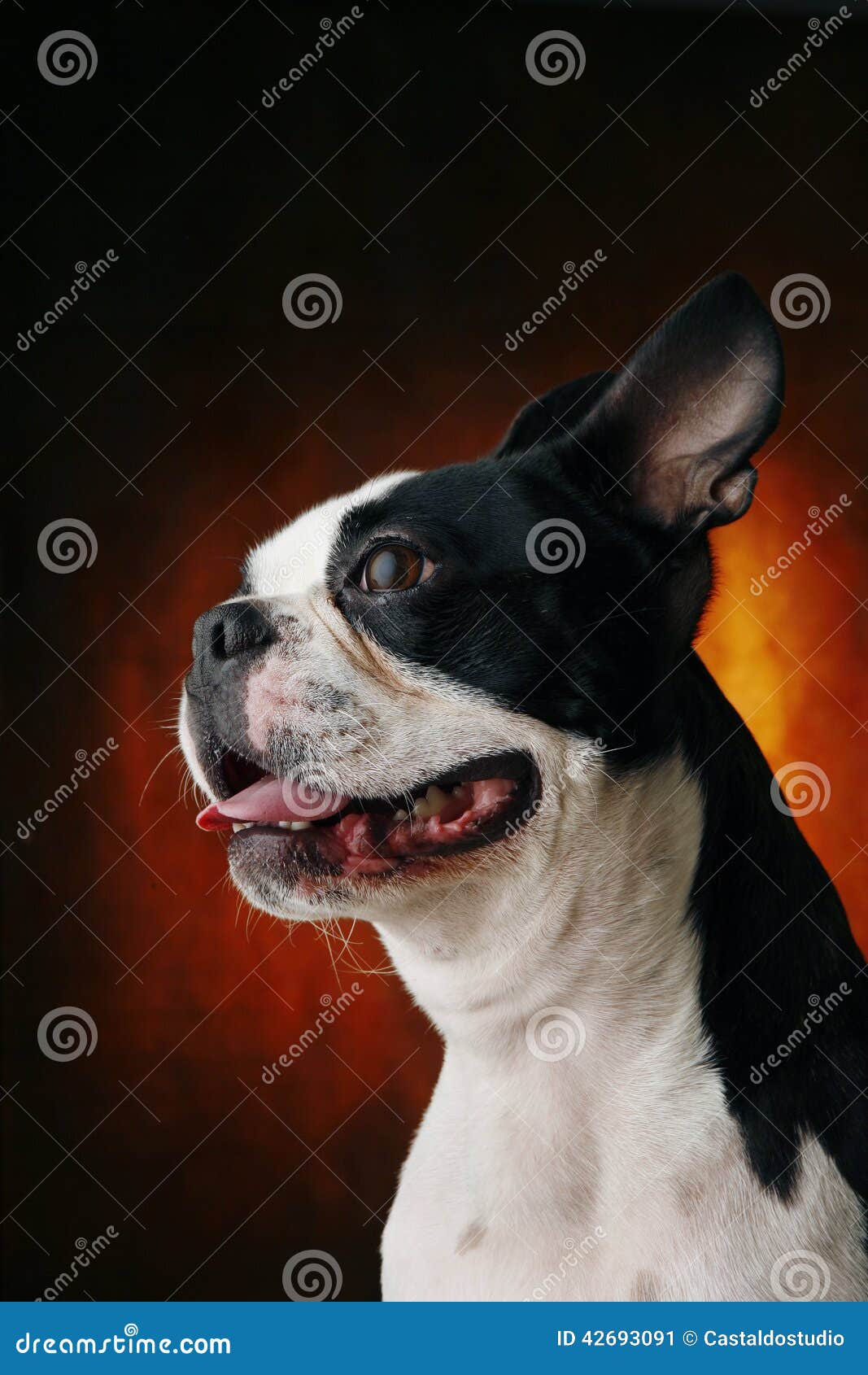 Boston Terrier stock image. Image of smiling, family - 42693091