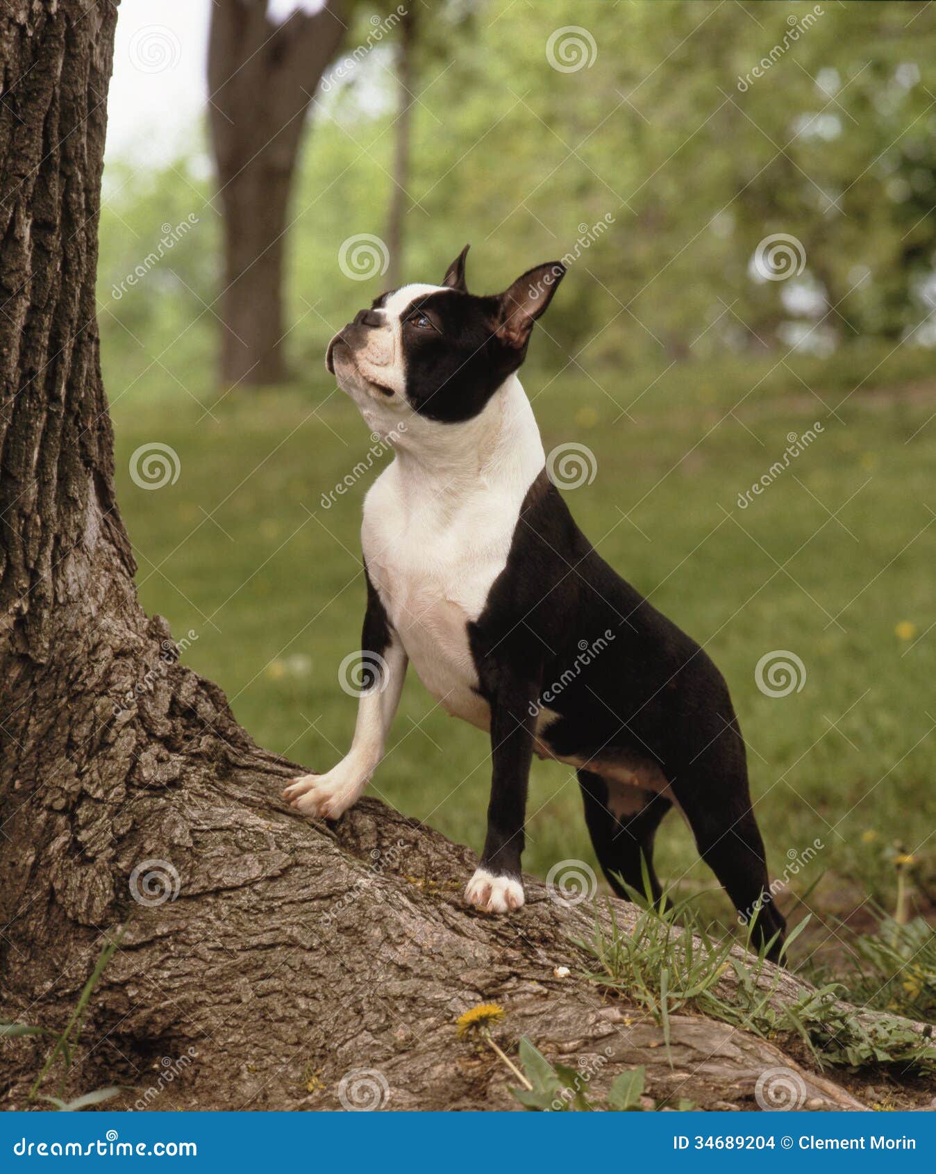 Boston terrier stock photo. Image of nature, animal, bull - 34689204