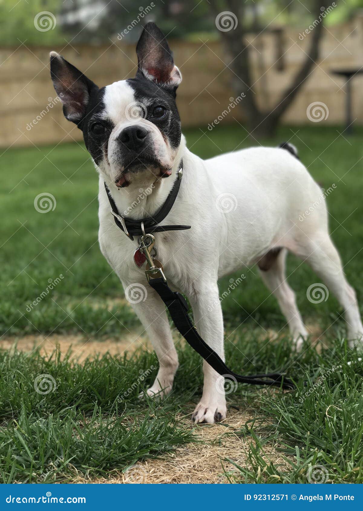 Boston Terrier in Yard with Dead Grass Stock Image - Image of yard ...