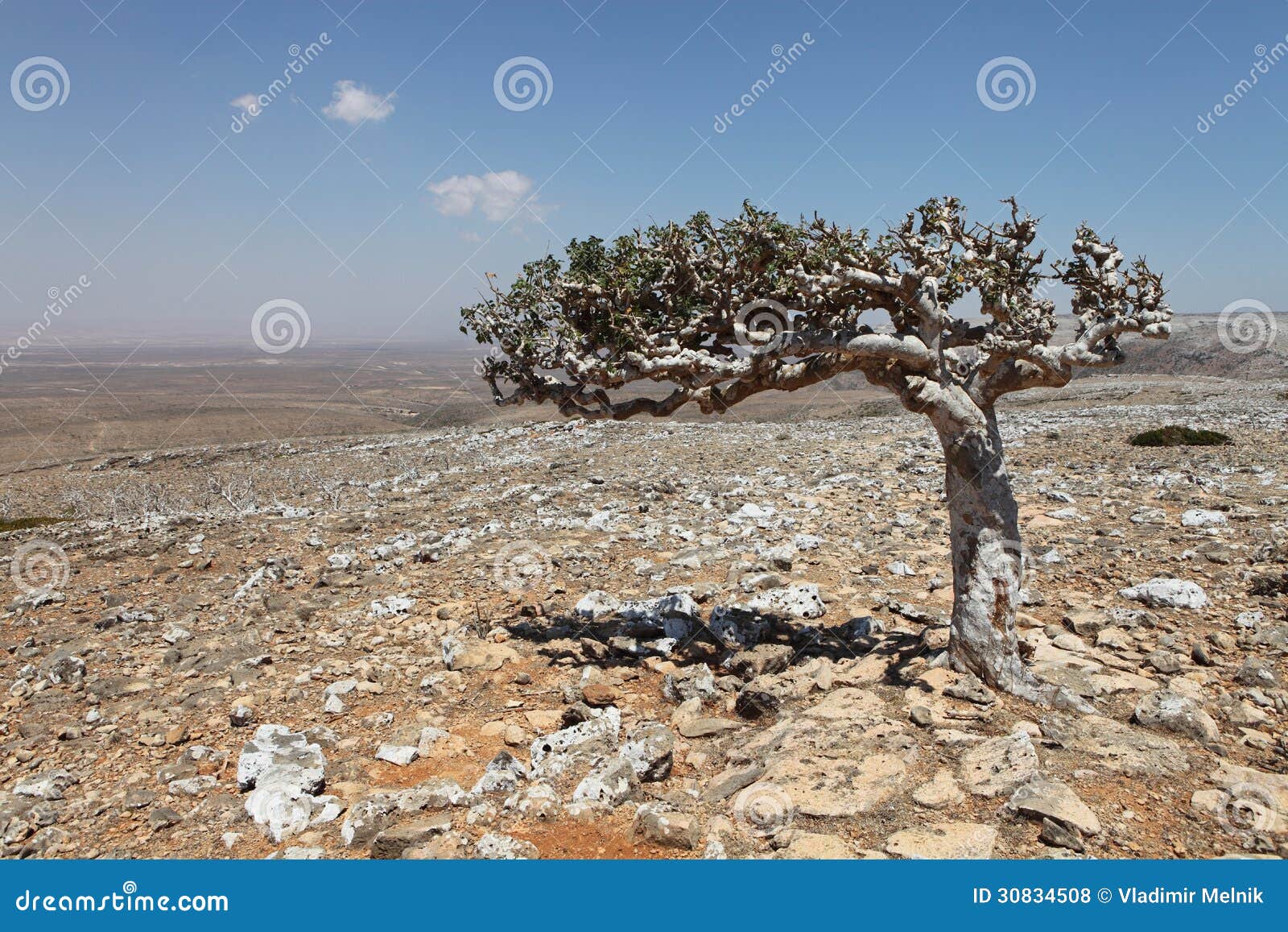 Boswelliabaum (Weihrauchbaum) Stockfoto - Bild von baum, weihrauch ...