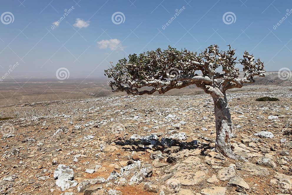 Boswelliabaum (Weihrauchbaum) Stockfoto - Bild von baum, weihrauch ...
