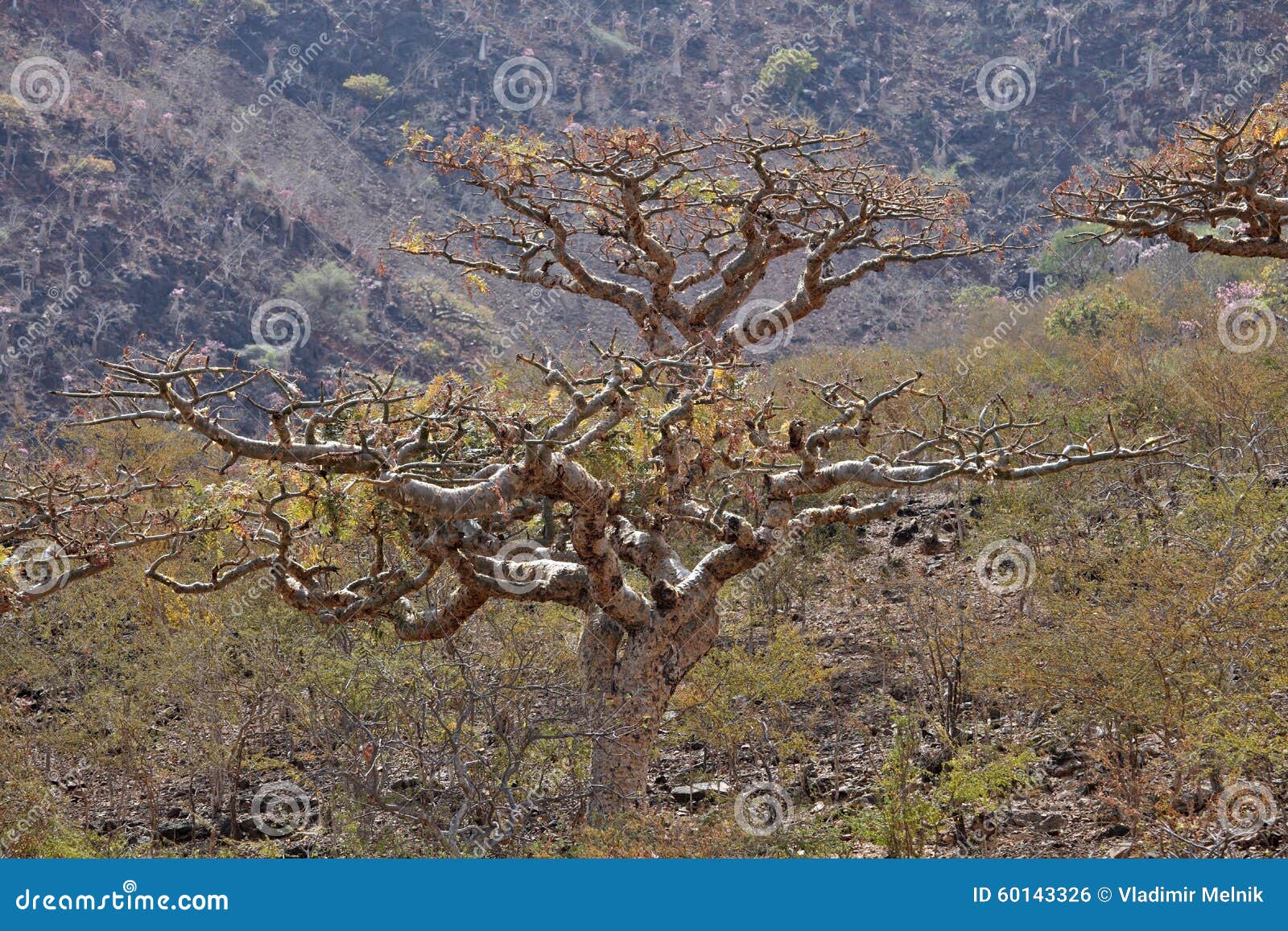 Boswelliabaum (Weihrauchbaum) Stockfoto - Bild von blau, ayurveda: 60143326