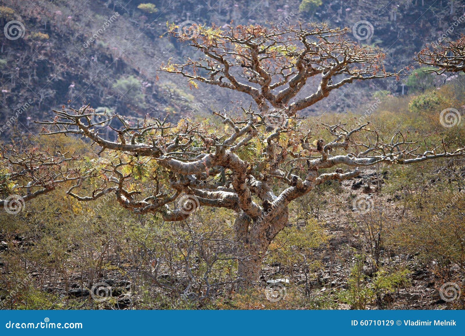 Boswelliabaum (Weihrauchbaum) Stockbild - Bild von nave, einsam: 60710129