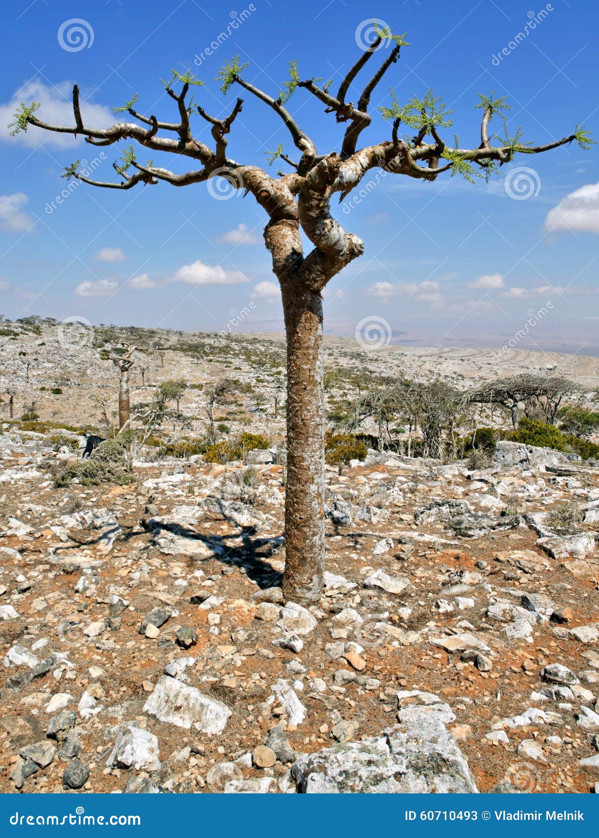 Boswelliabaum (Weihrauchbaum) Stockbild - Bild von schön, weihrauch ...