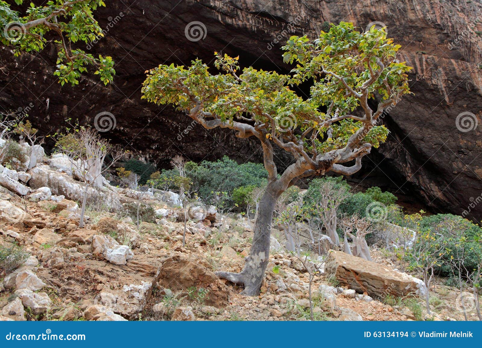 Boswelliabaum (Weihrauchbaum) Stockfoto - Bild von einsamkeit, schön ...