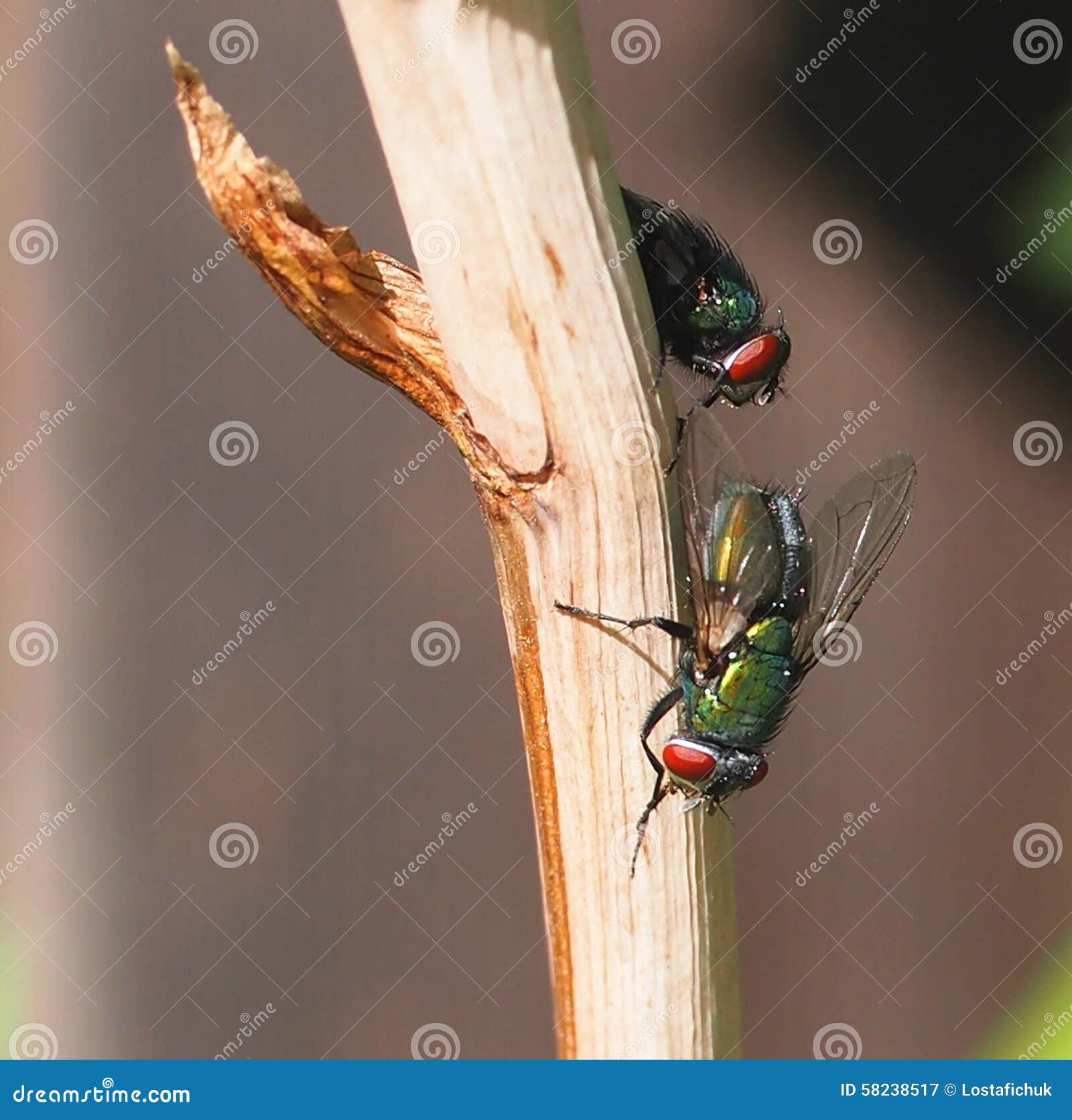 Bot Flies on Stem stock image. Image of stem, insects - 58238517