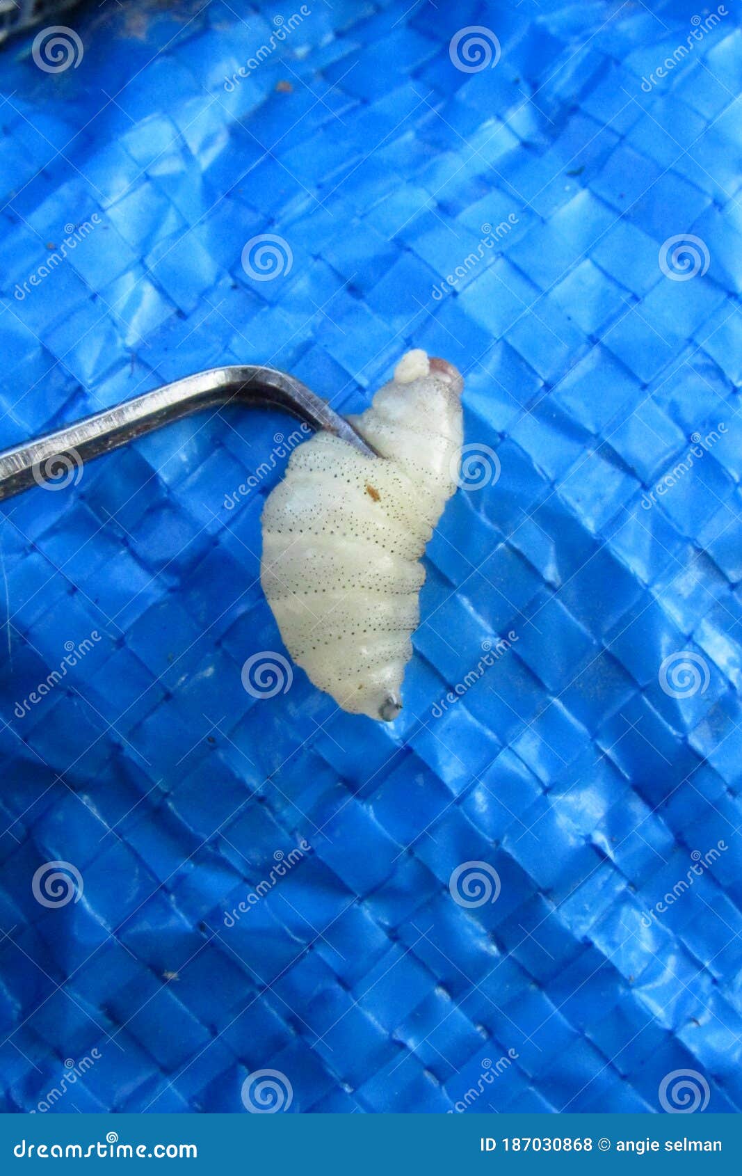 Bot Fly Maggot Worm Parasite Insect Stock Photo - Image of soil ...