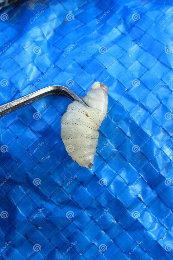 Bot Fly Maggot Worm Parasite Insect Stock Photo - Image of soil ...