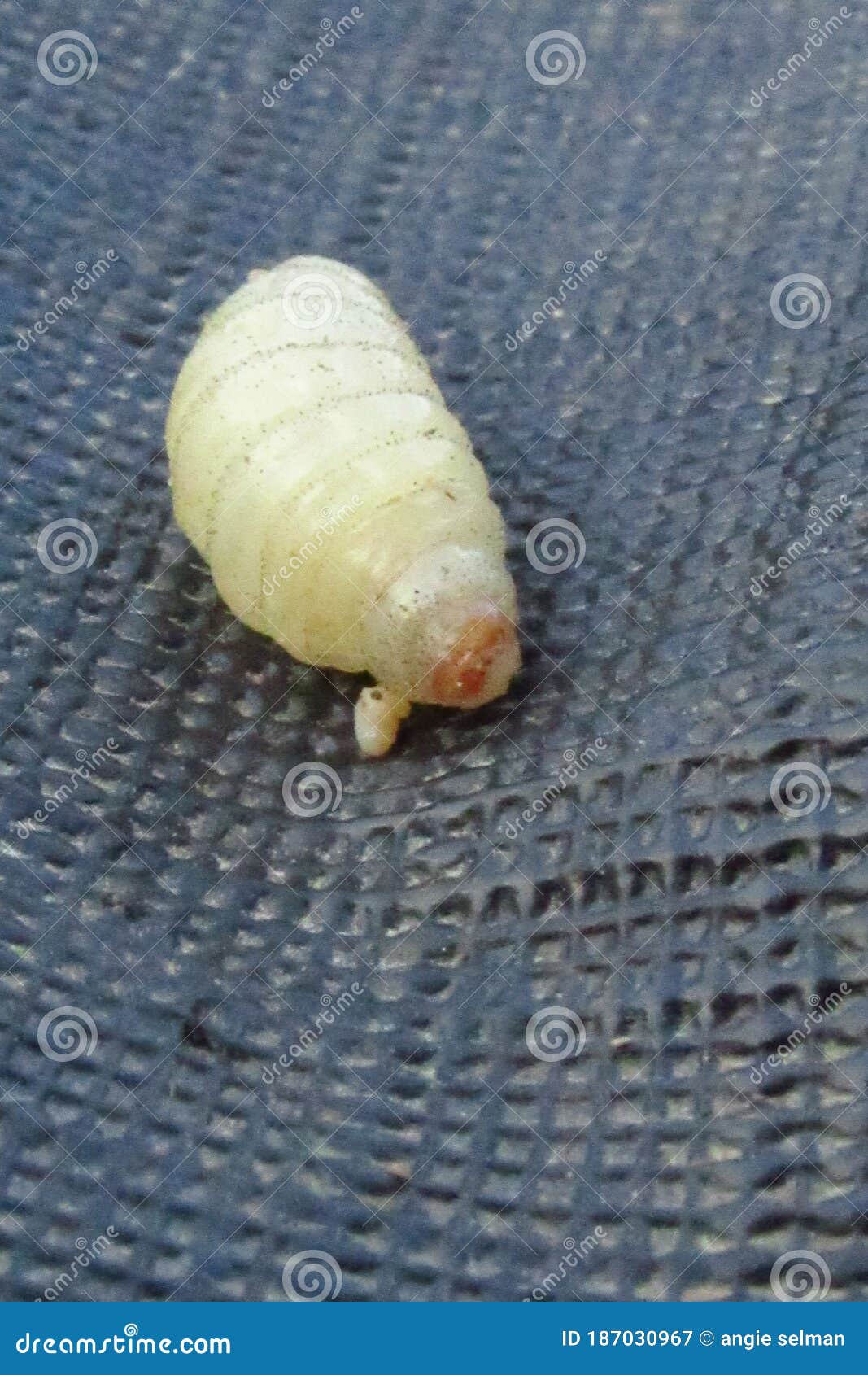Bot Fly Maggot Worm Parasite Insect Stock Image - Image of butterfly ...