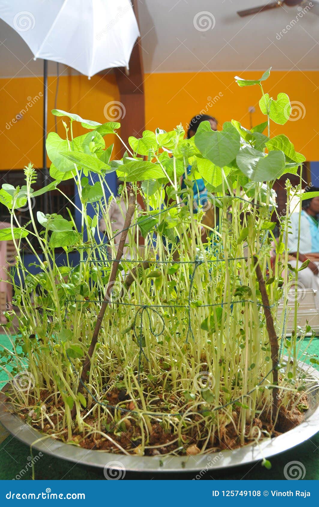 Bot Tree editorial stock photo. Image of marriage, function - 125749108