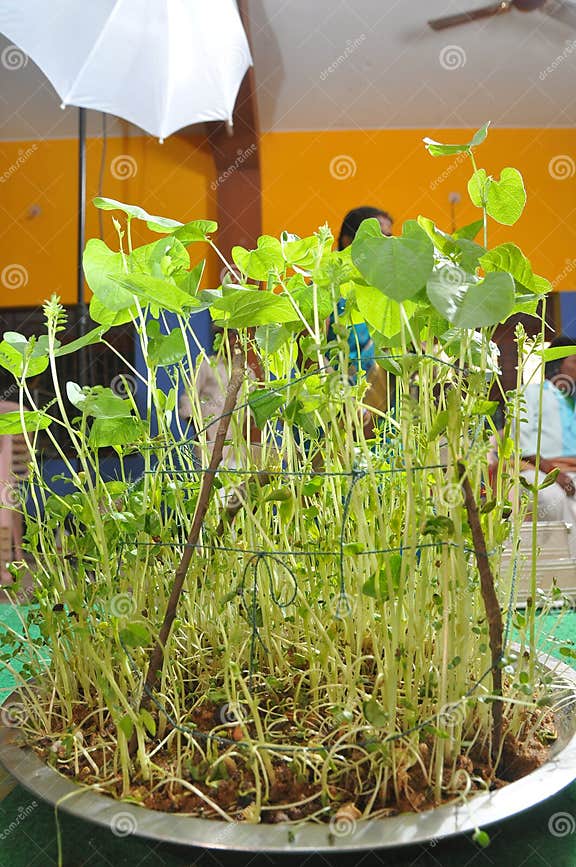 Bot Tree editorial stock photo. Image of marriage, function - 125749108