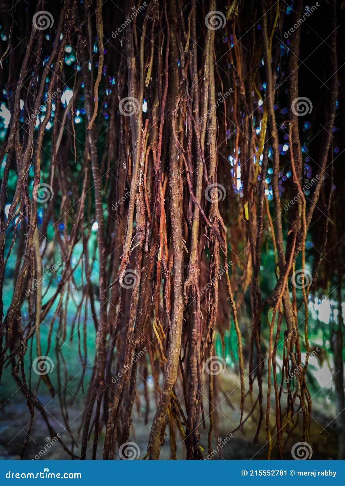 Bot tree rots stock image. Image of reflection, darkness - 215552781