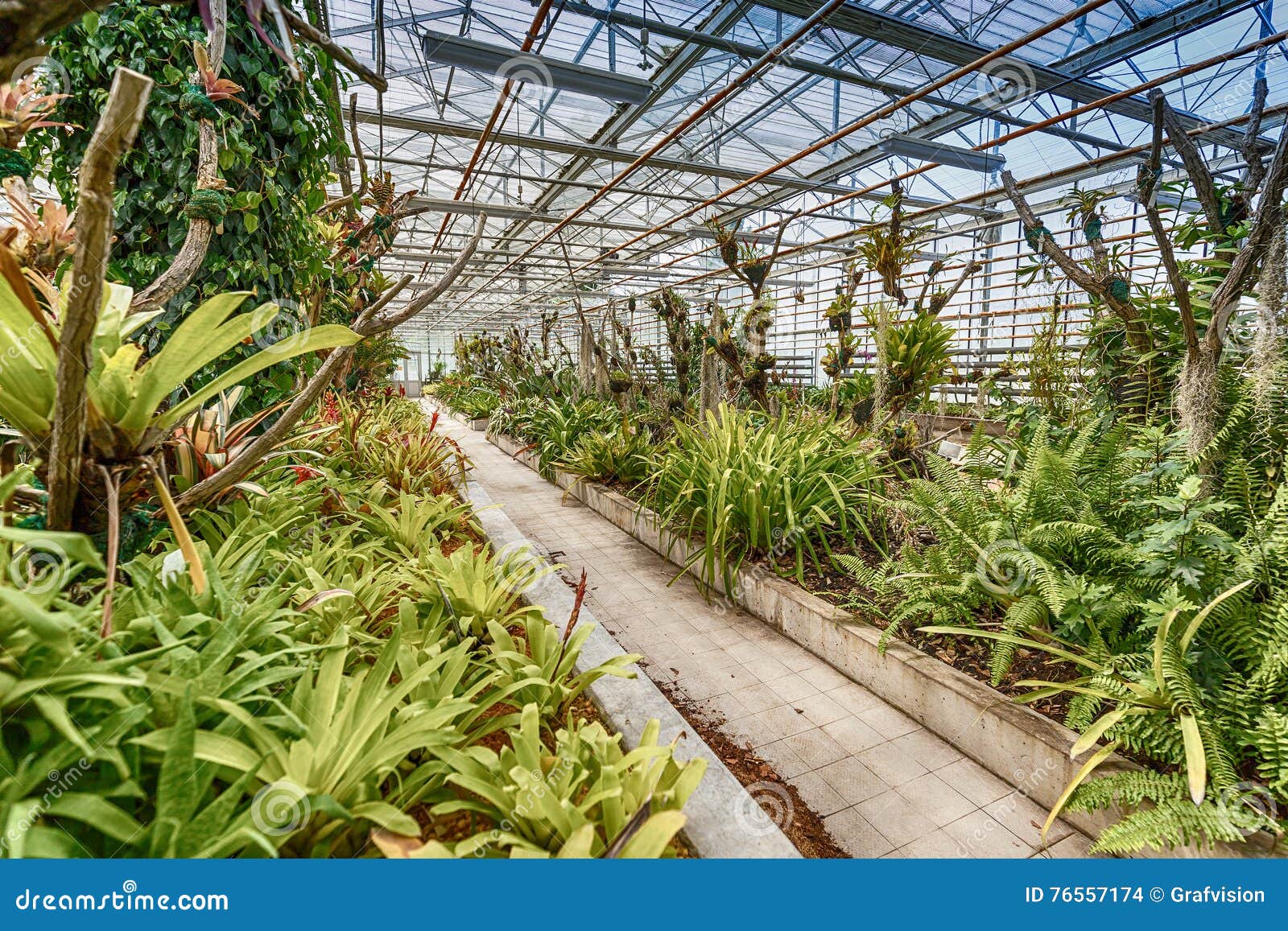 Botanic Glasshouse Building Stock Photo - Image of botanical, building ...