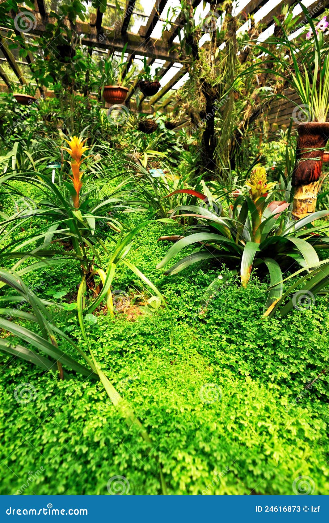 Botanic greenhouse stock image. Image of pergola, hang - 24616873