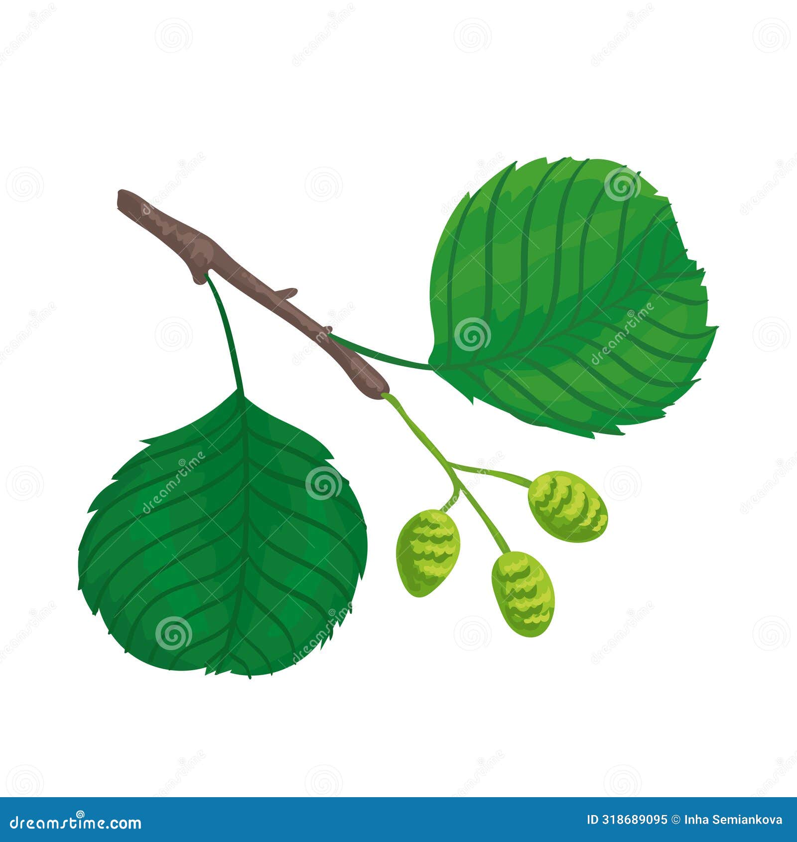 Botanic Illustration Alder Tree Leaf with Nuts Stock Vector ...