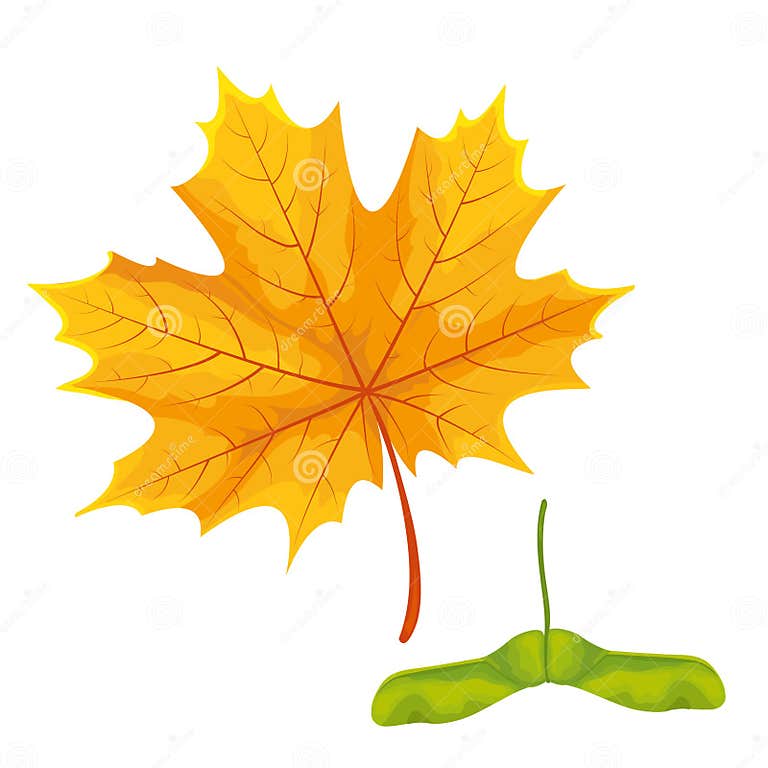 Botanic Illustration Maple Leaf with Maple Seeds Stock Vector ...