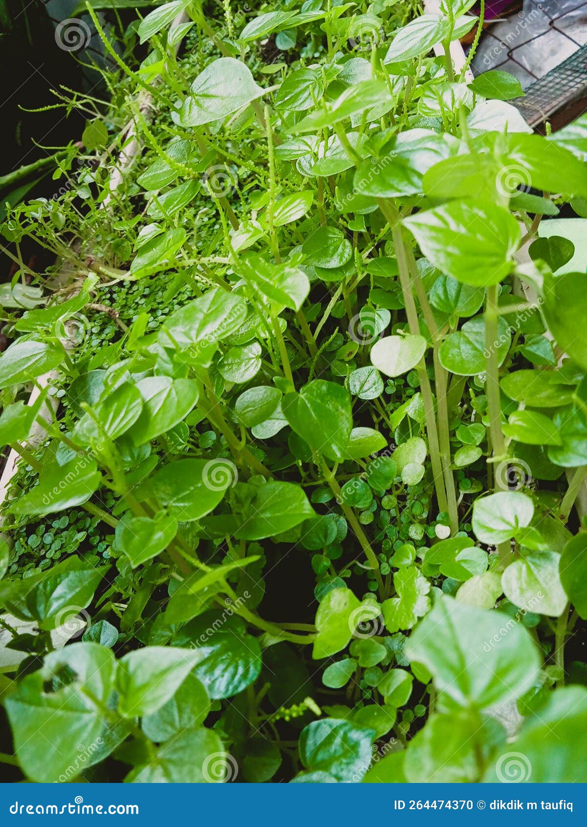 Plant Suruhan Stock Photos - Free & Royalty-Free Stock Photos from ...