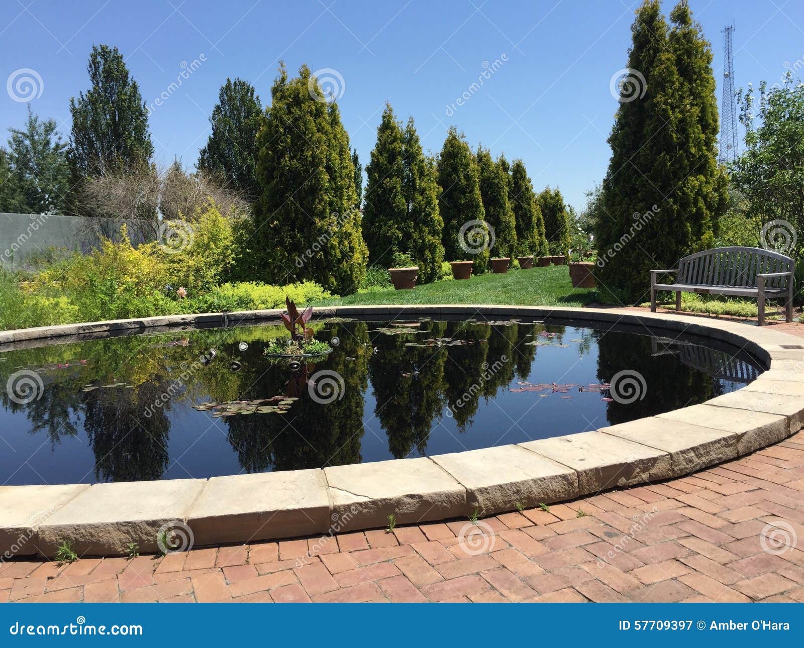 Botanic reflection stock image. Image of pond, botanic - 57709397
