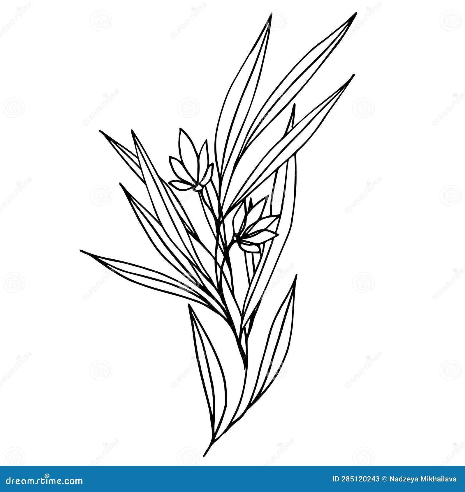 Botanical Abstract Line Art Composition With Minimal Floral Elements Of