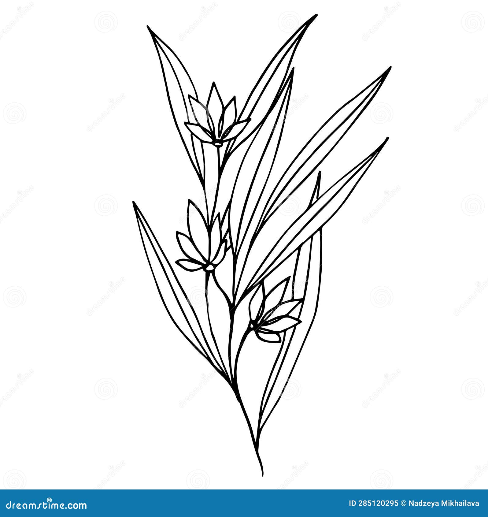 Botanical Abstract Line Art Composition With Minimal Floral Elements Of