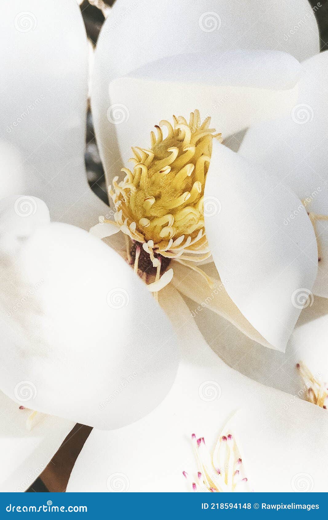 Botanical Background of Beautiful White Magnolias Stock Photo - Image ...