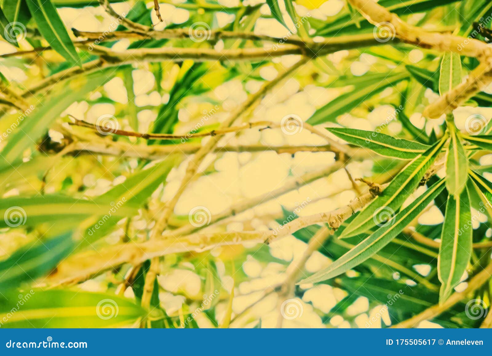 Botanical Background, Olive Tree Branches and Leaves in Summer ...