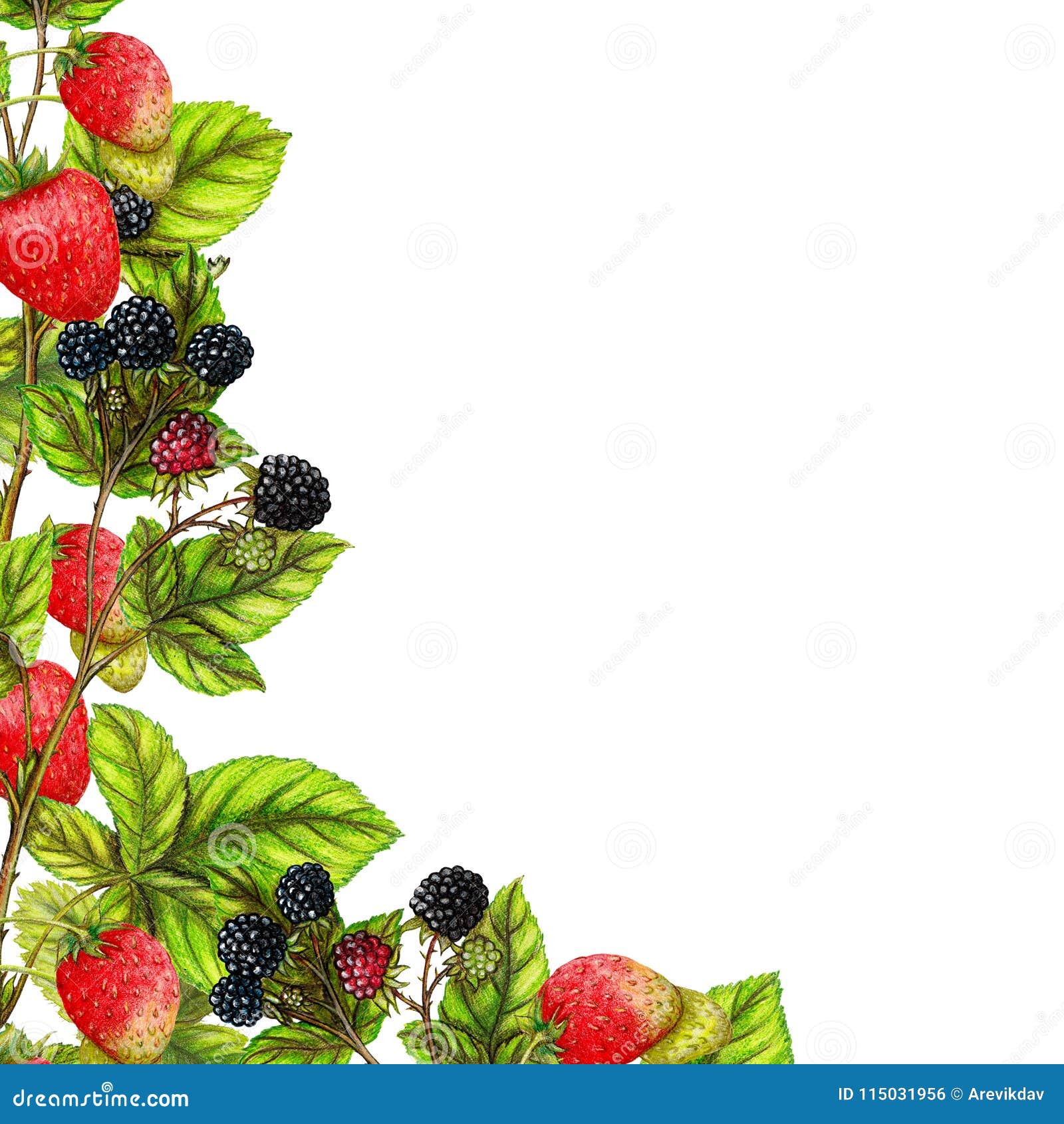 Botanical Border of Hand Drawn Berries Stock Illustration ...