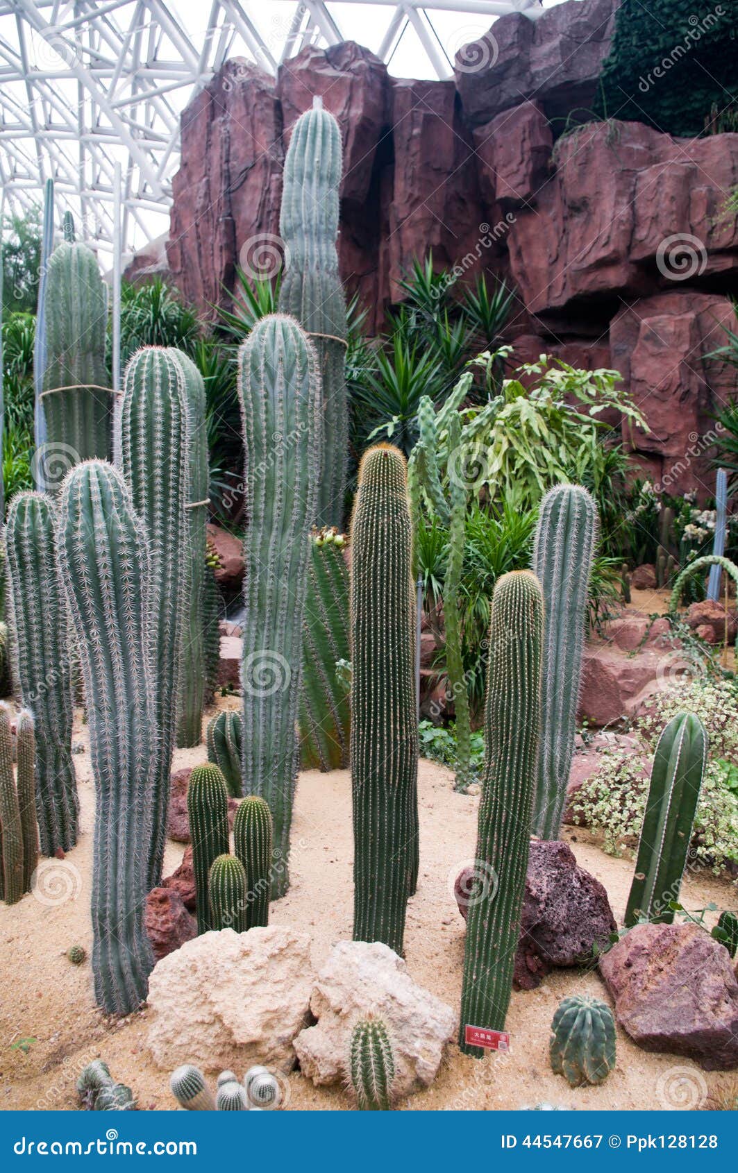 Botanical cactus stock image. Image of southwestern, southwest - 44547667