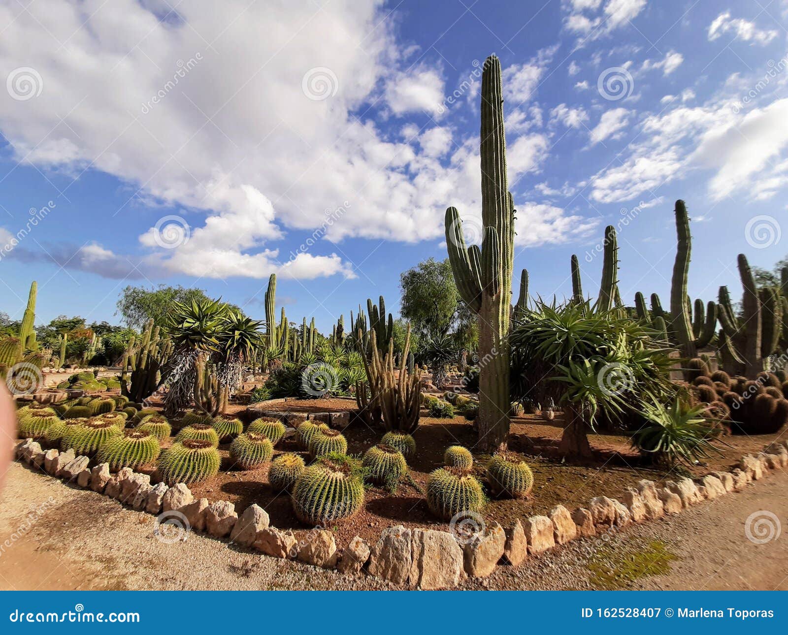 Botanical cactus stock image. Image of botanical, cactus - 162528407