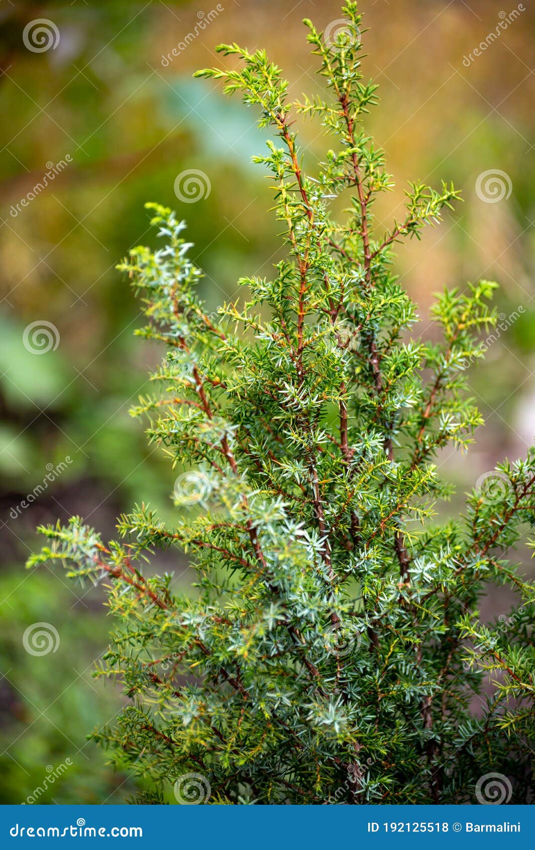 Botanical Collection of Medicinal Plants and Herbs, Juniperus Communis ...