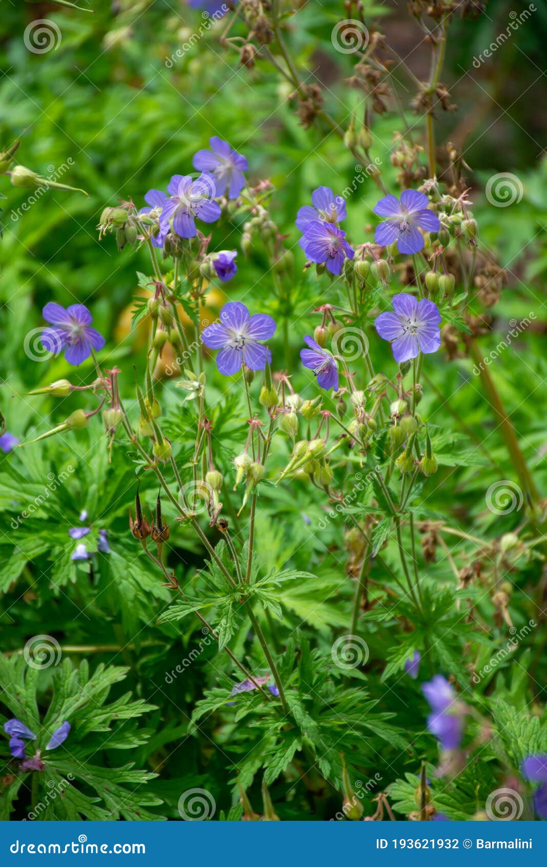 Botanical Collection of Plants and Herbs, Blue Flowers of Geranium ...