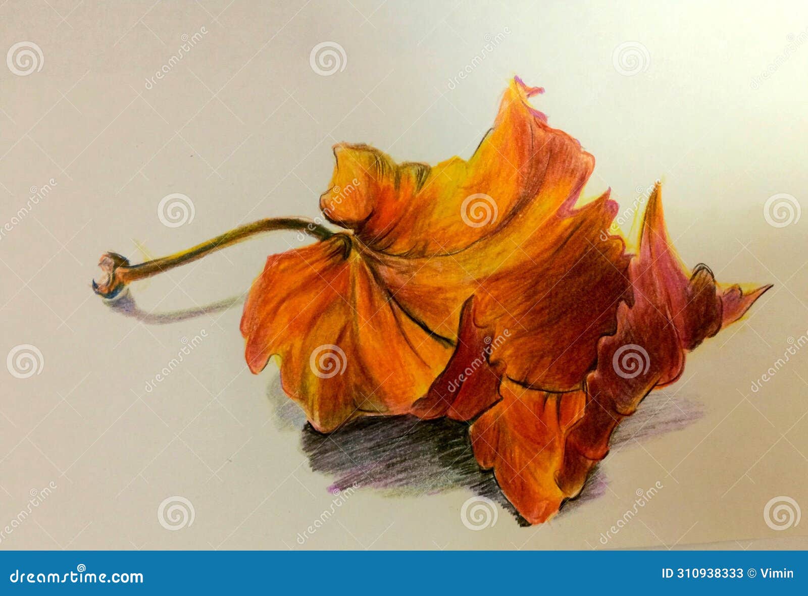 Botanical Drawing of a Fallen Leaf from a Tree Stock Image - Image of ...