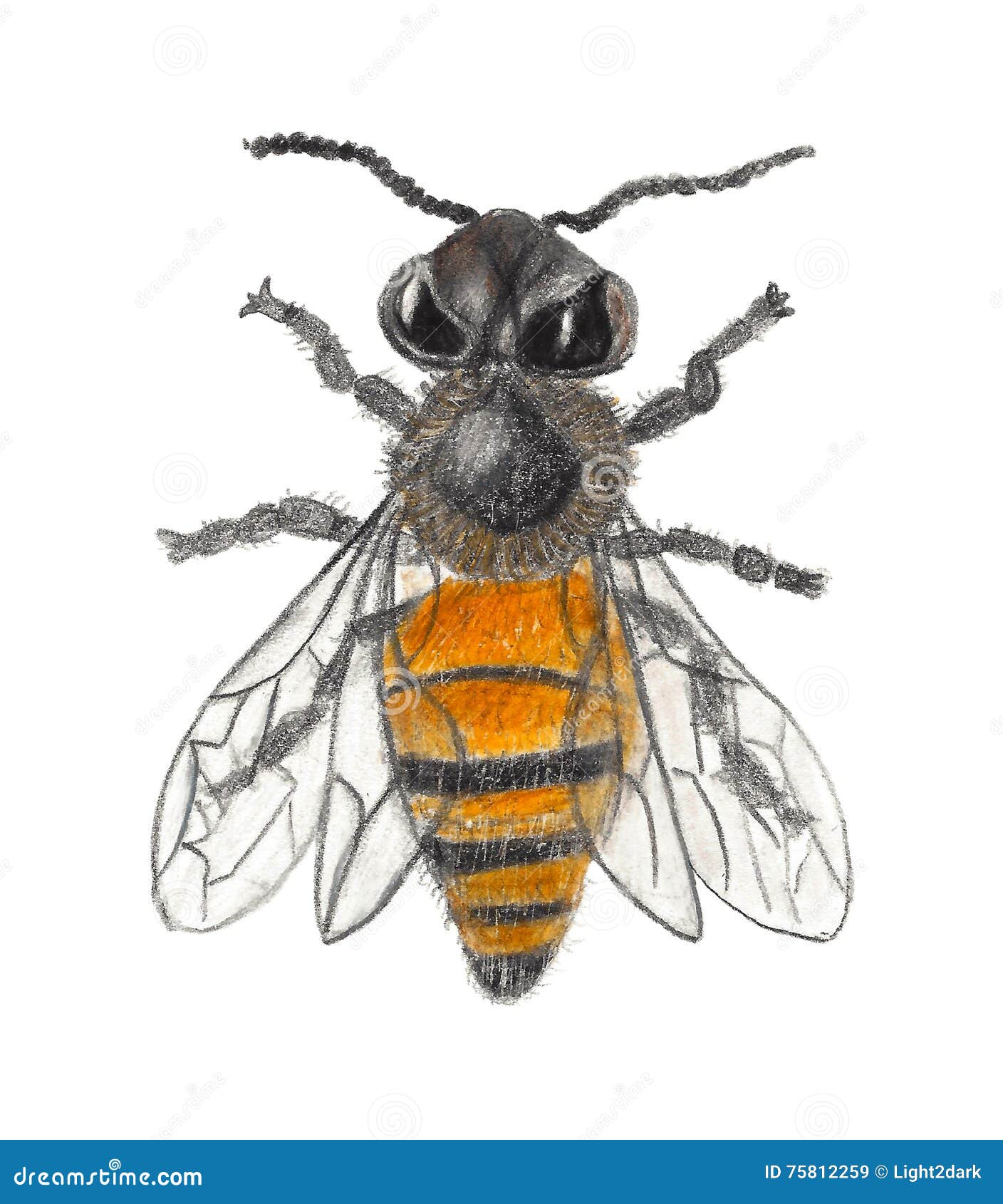 Worker Bee Drawing