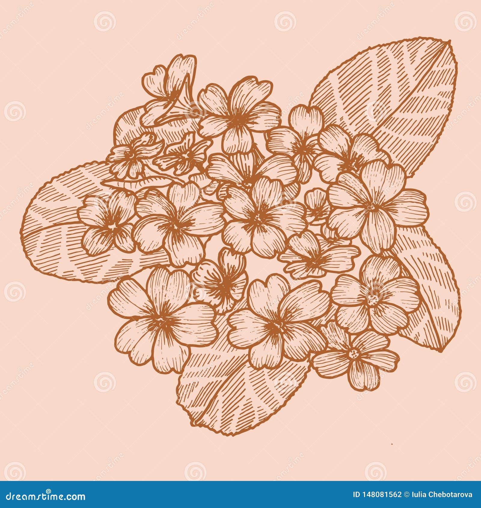 Botanical Drawing. Primula. Graphics. Stock Illustration - Illustration ...