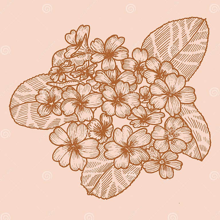 Botanical Drawing. Primula. Graphics. Stock Illustration - Illustration ...