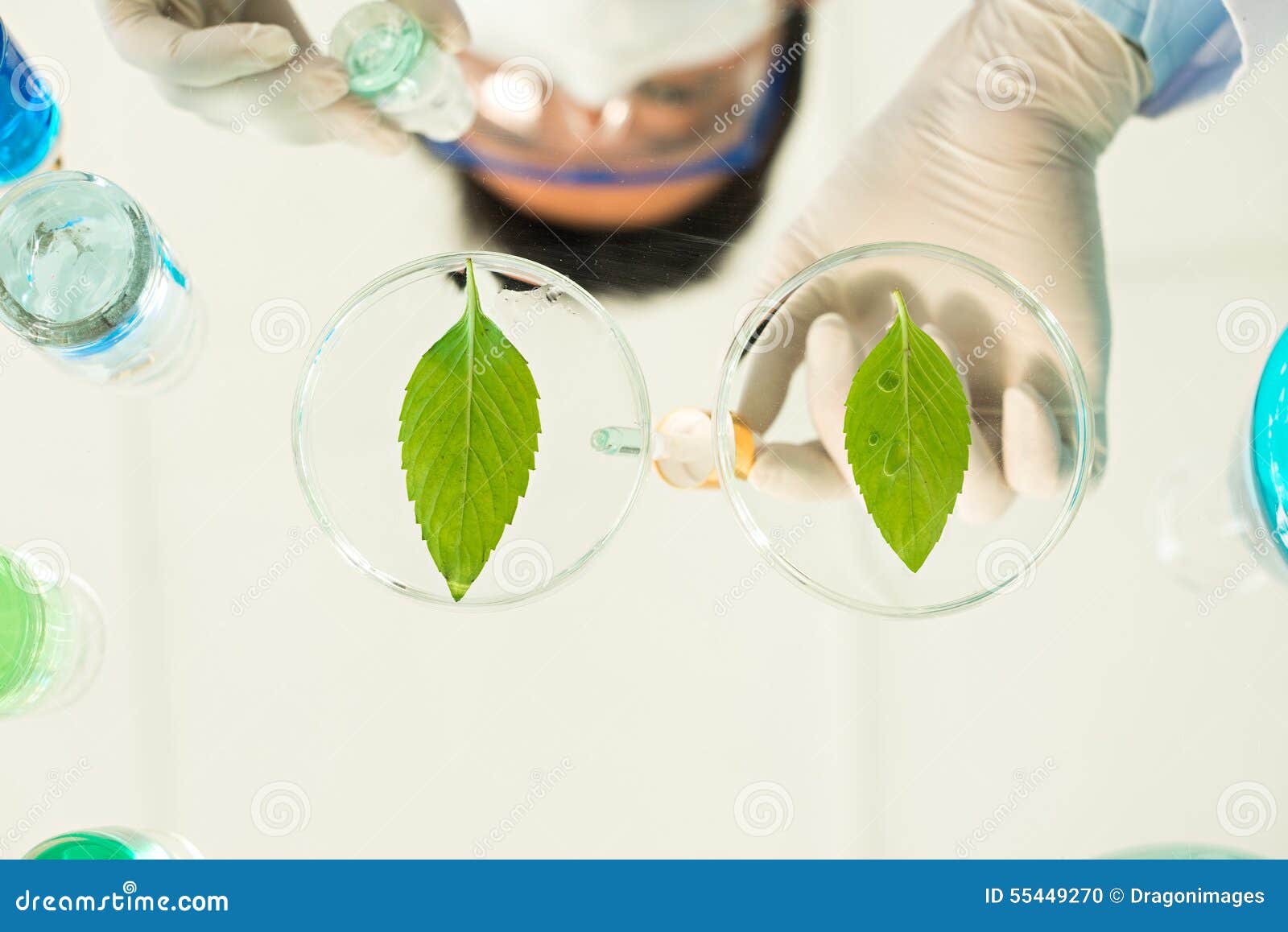 Botanical experiment stock photo. Image of chemistry - 55449270