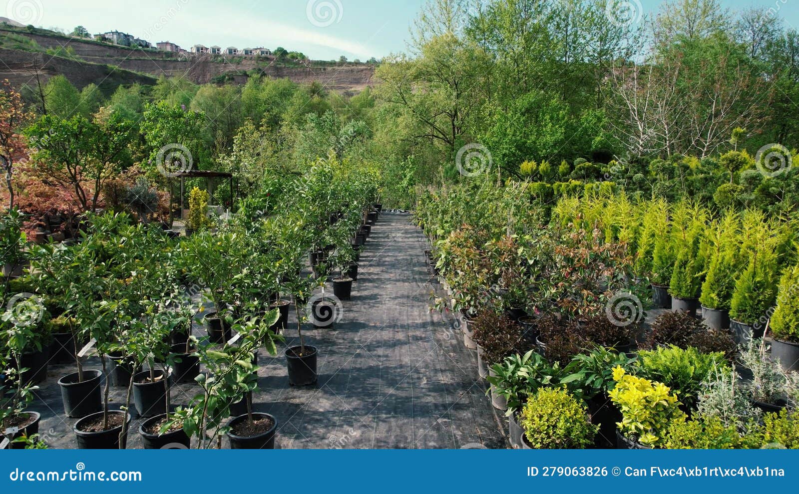 Aerial botanical garden stock footage. Video of juniper - 279063826