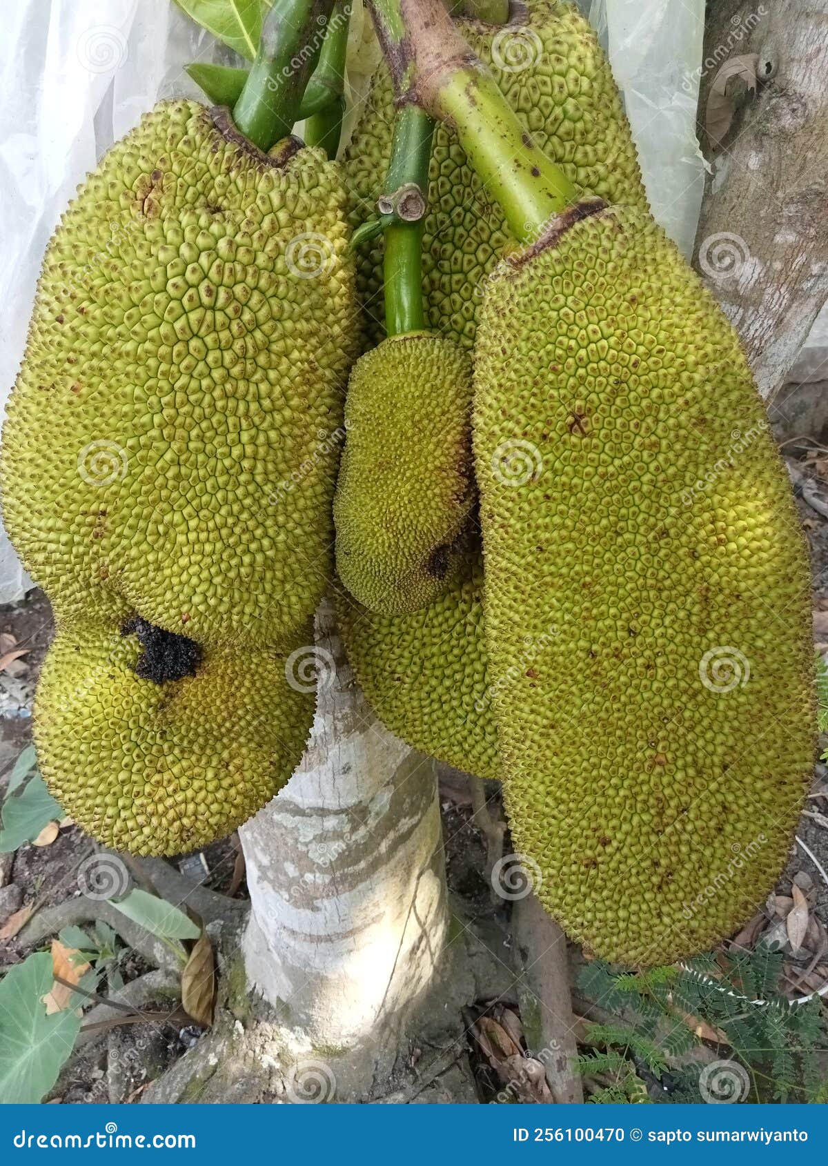 Jackfruit is a Tropical Fruit in Asia Stock Photo - Image of jackfruit ...