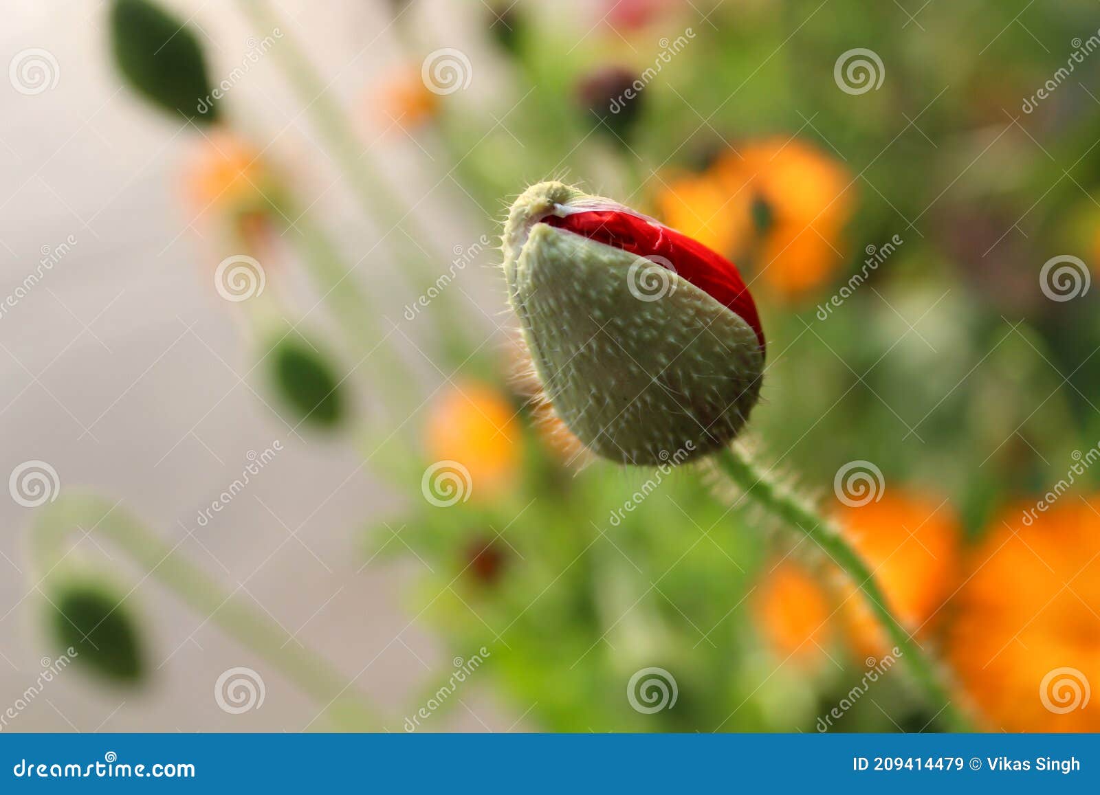 Botanical Garden with Beautiful Flower in Its Capsule. Stock Image ...