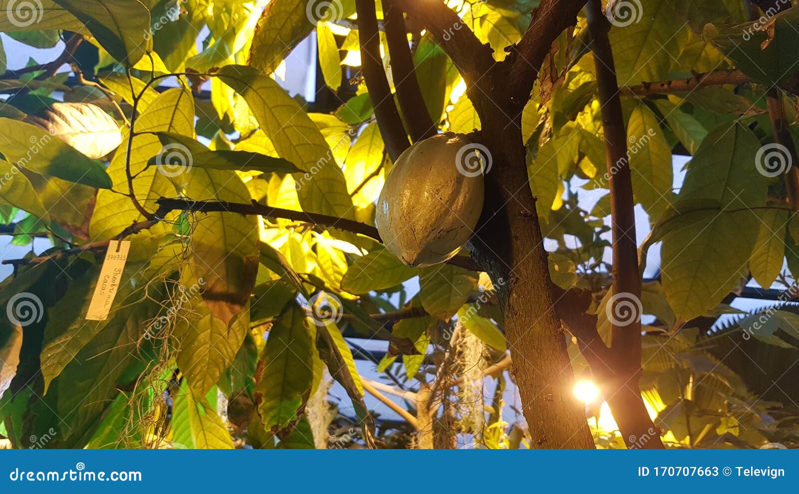 Cocoa fruit on the tree stock image. Image of rare, colors - 170707663