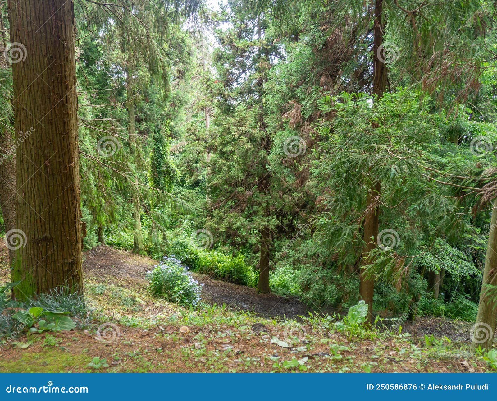 In the Botanical Garden. Collection of Different Plants in One Place ...