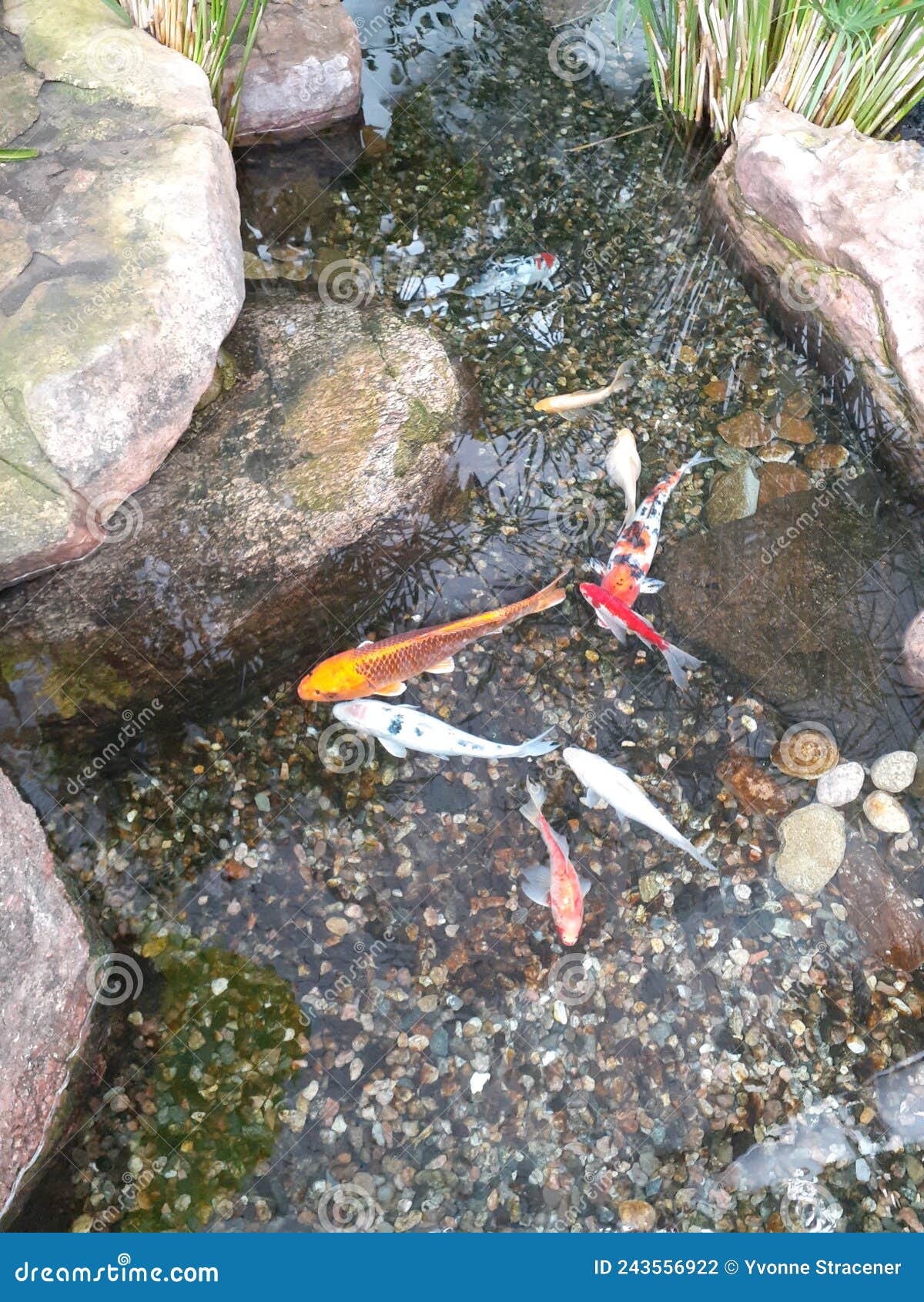 Botanical Garden Colorful Gold Fish Stock Photo - Image of botanical ...