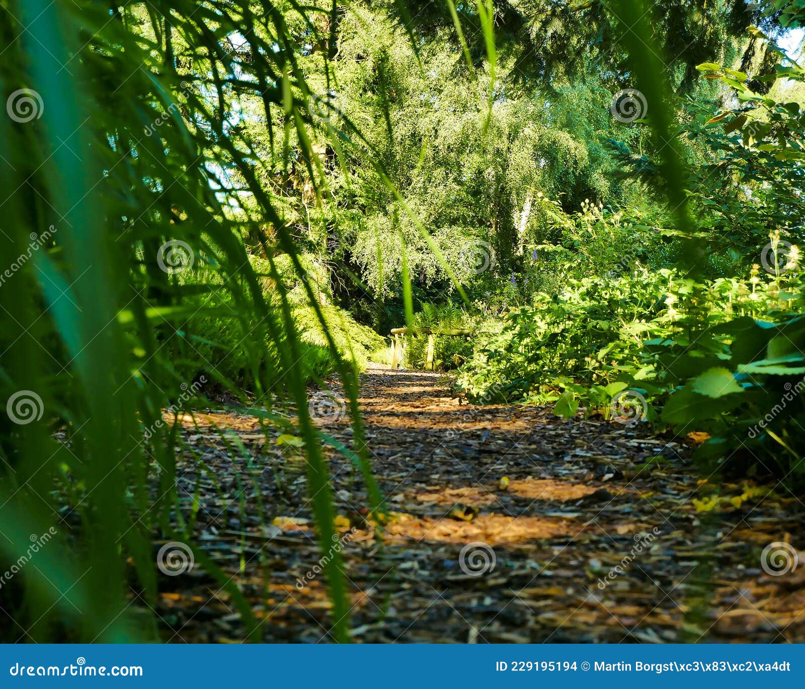 Botanical Garden Forest Path through the Greenery Stock Photo - Image ...