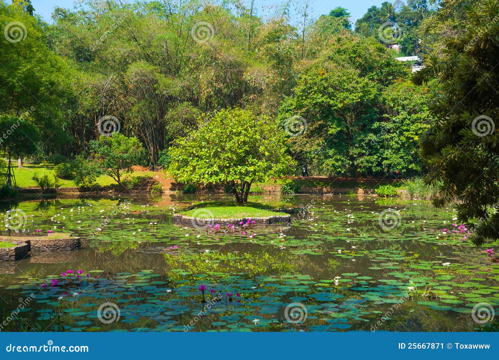 Botanical Garden landscape stock image. Image of blooming - 25667871