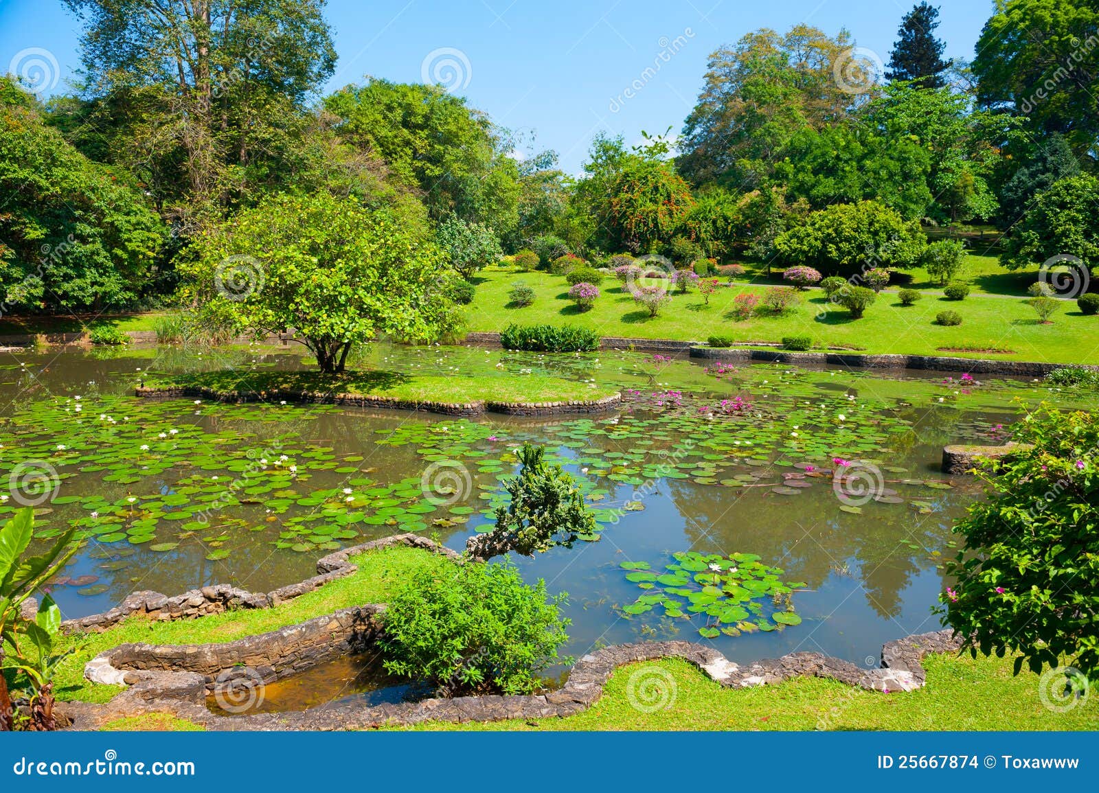 Botanical Garden landscape stock photo. Image of pond - 25667874