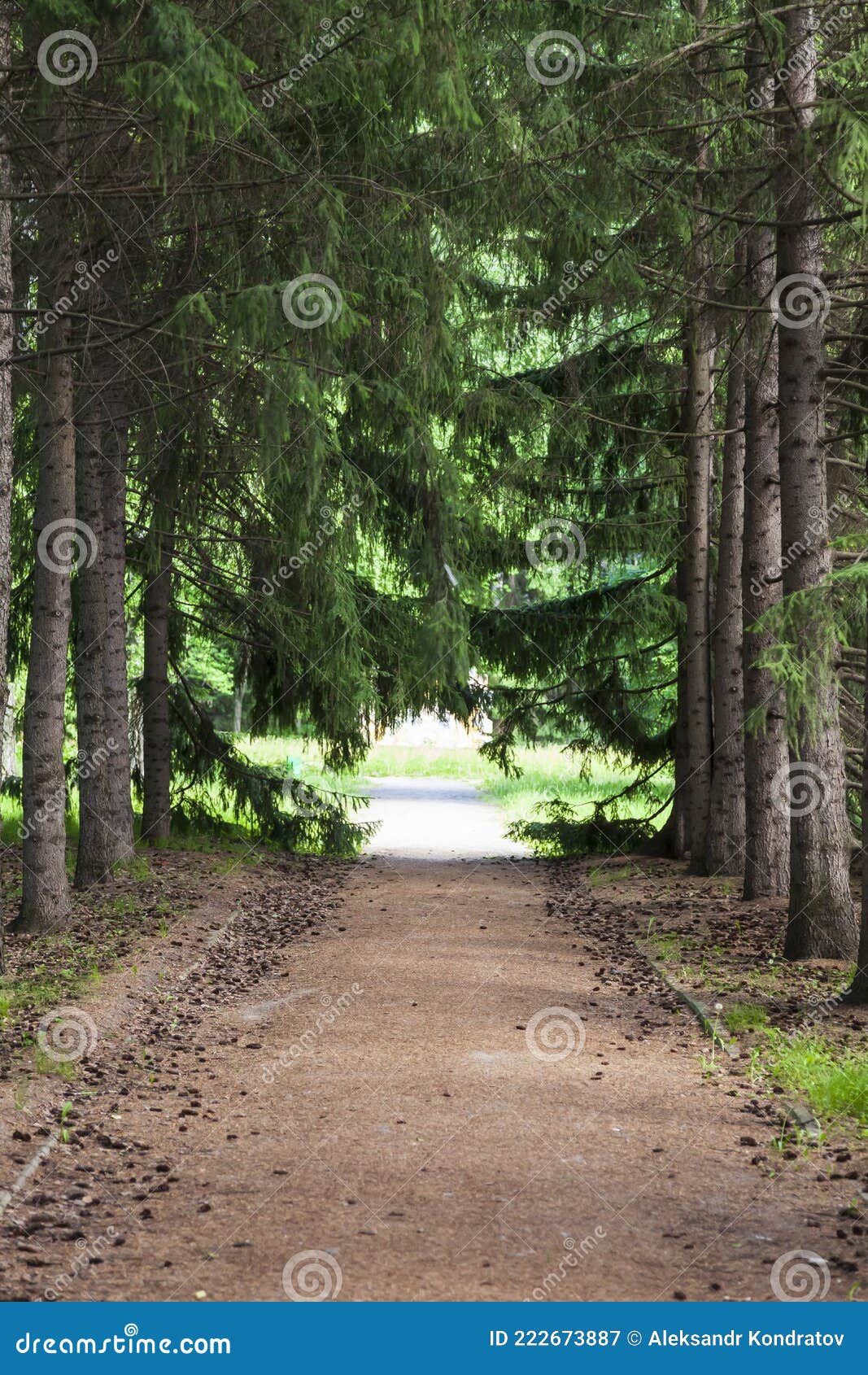 Botanical Garden with Large Beautiful Spruce Trees and a Walking Path ...