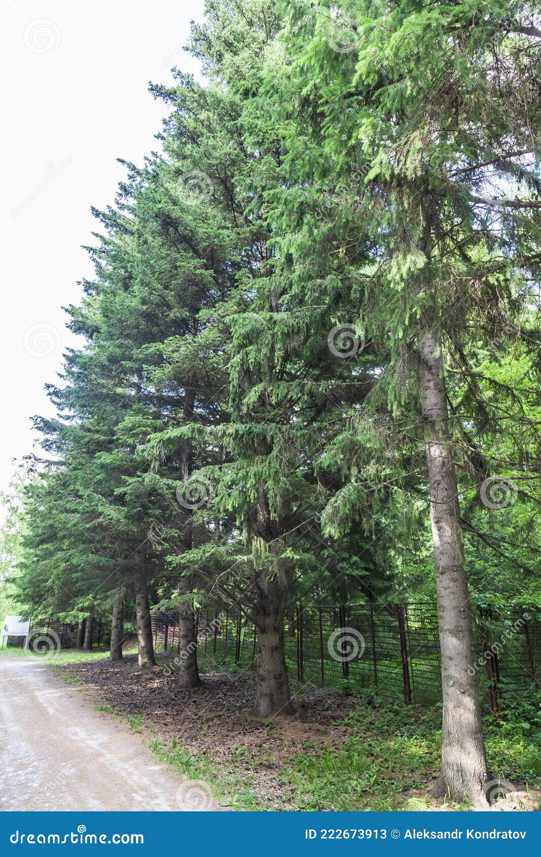 Botanical Garden with Large Beautiful Spruce Trees and a Walking Path ...