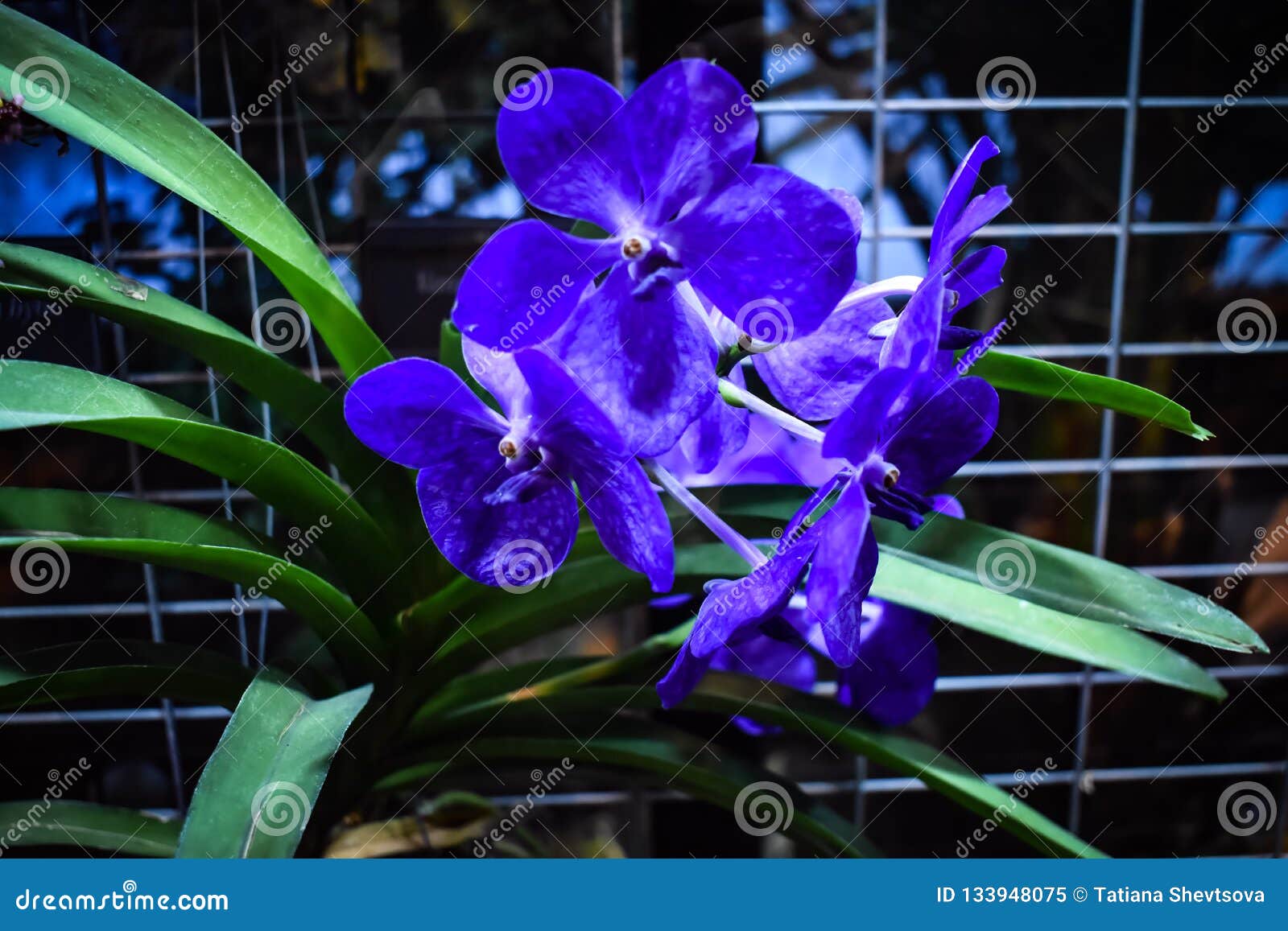 Orchids Vanda stock image. Image of bloominggarden, beautifulnature ...